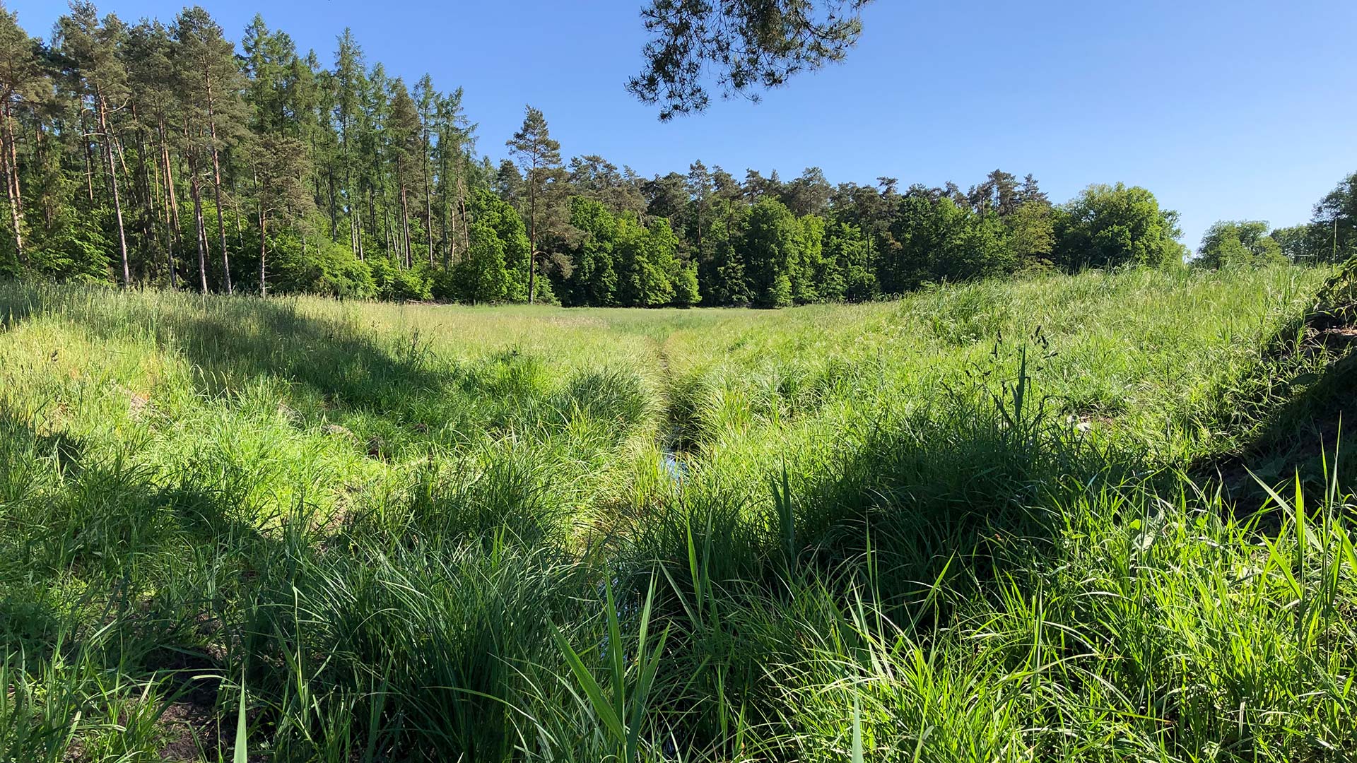 Kranichwiese | MoorFutures Brandenburg
